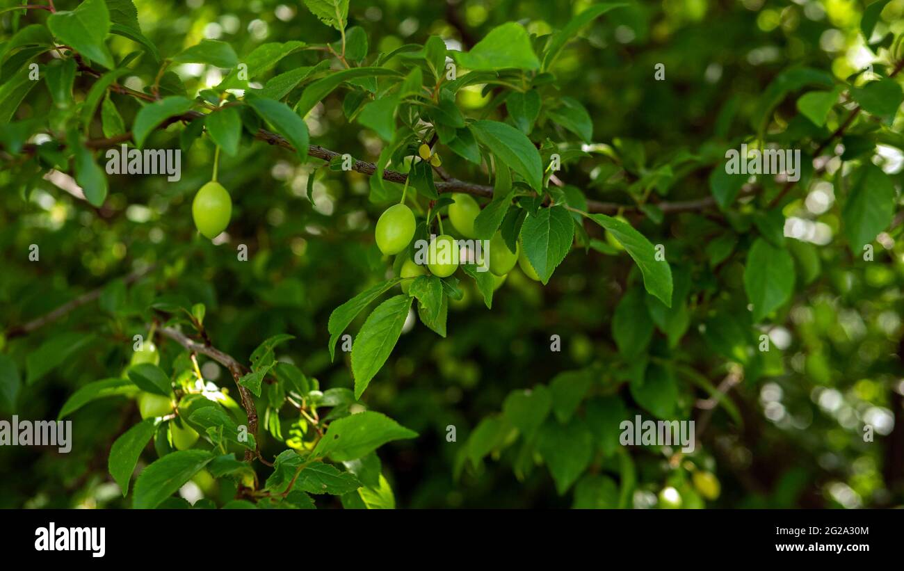 Green cherry plum hi-res stock photography and images - Alamy