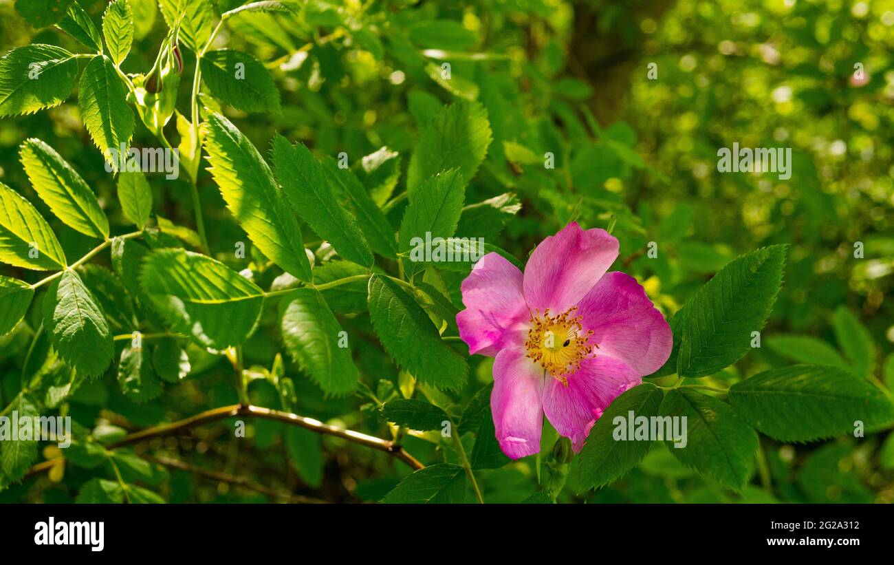 Blooming spring rosehip bush. Pink flower on a tree branch Stock Photo ...