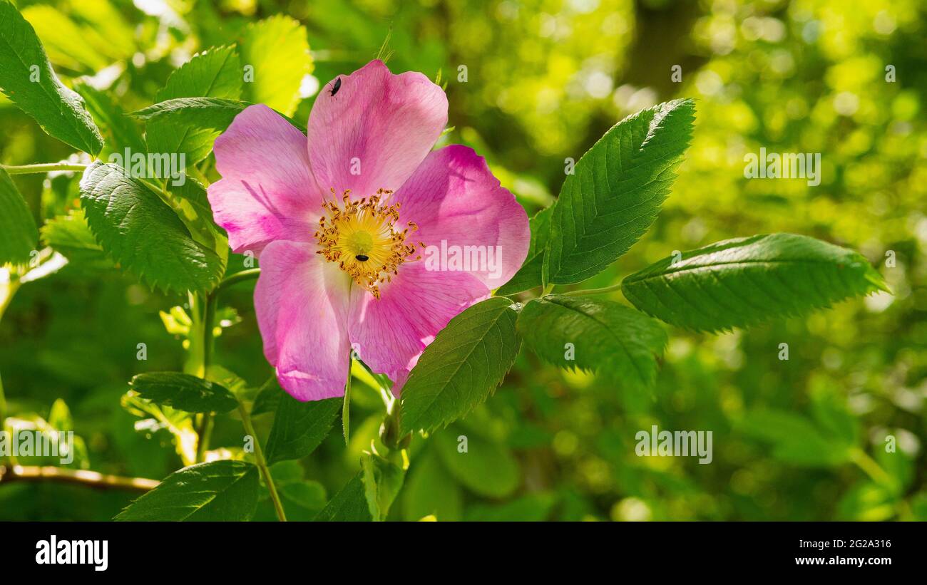 Blooming spring rosehip bush. Pink flower on a tree branch Stock Photo ...