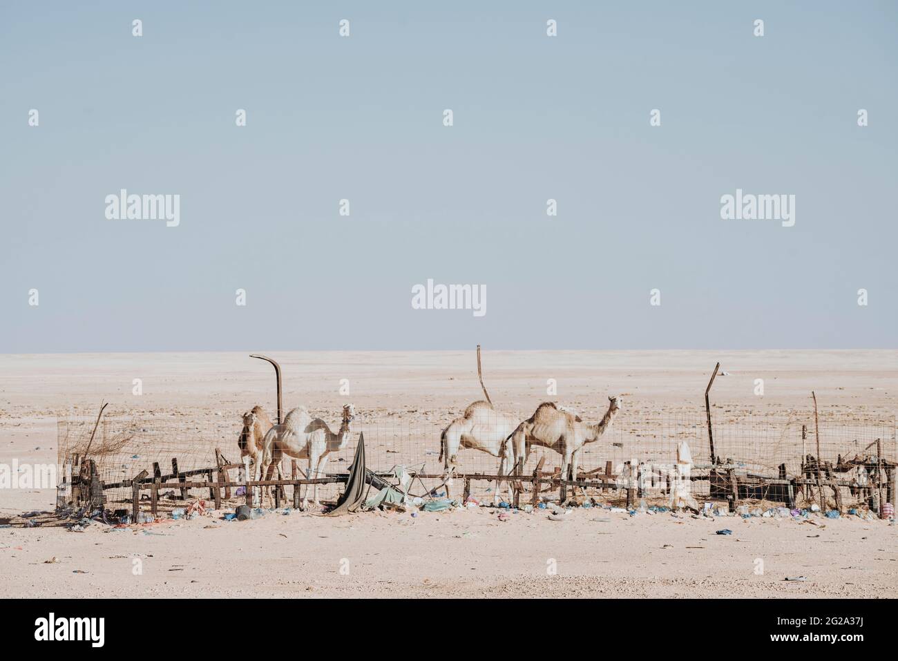 Small enclosure with camels in middle of arid Sahara desert against ...