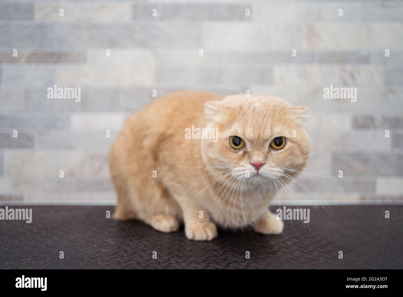 Red Scottish Fold cat in modern veterinary clinic looking at camera ...