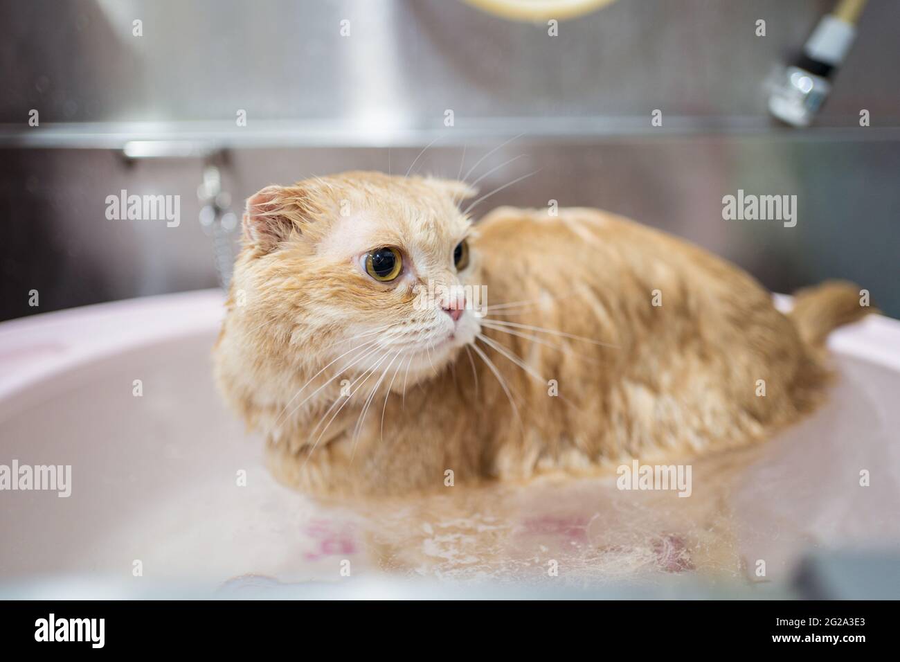 Side view of calm wet red Scottish Fold cat looking away with interest ...