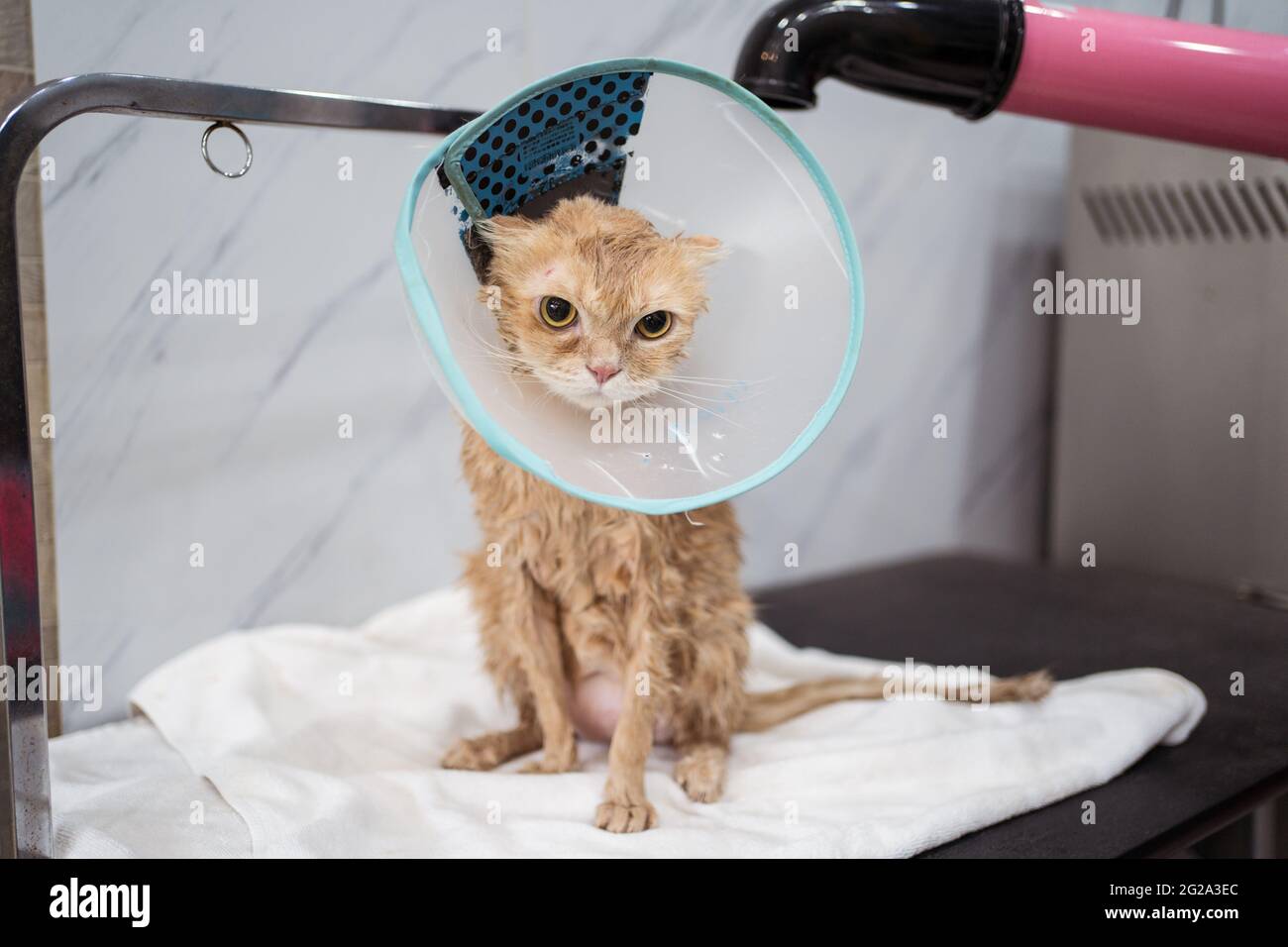 Unrecognizable female using hair dryer with long tube while drying calm ...
