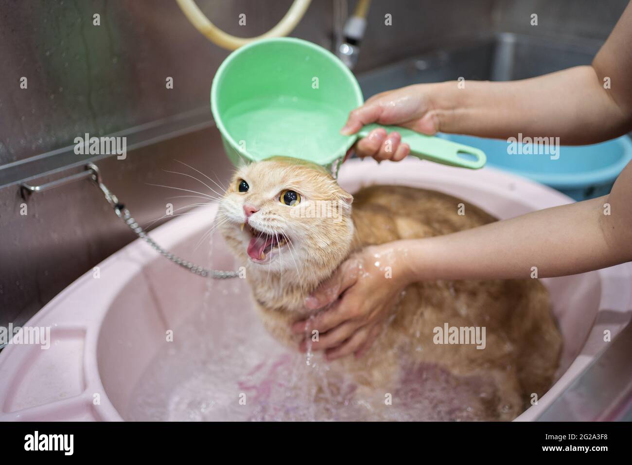 High angle of unrecognizable female watering calm ginger cat on leash ...