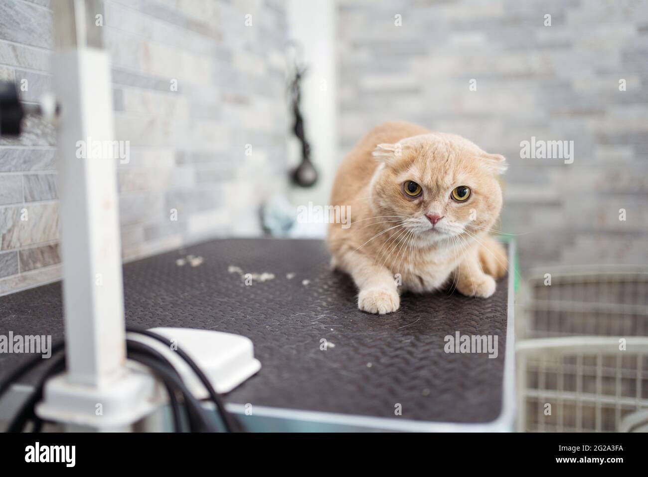 Red Scottish Fold cat in modern veterinary clinic looking at camera ...