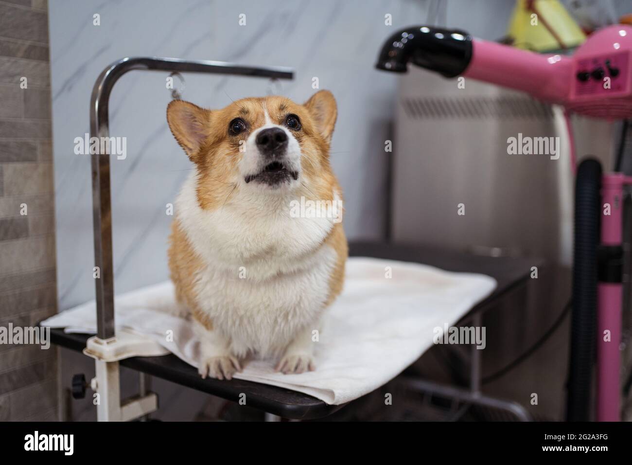 Wet dog drying hi-res stock photography and images - Alamy
