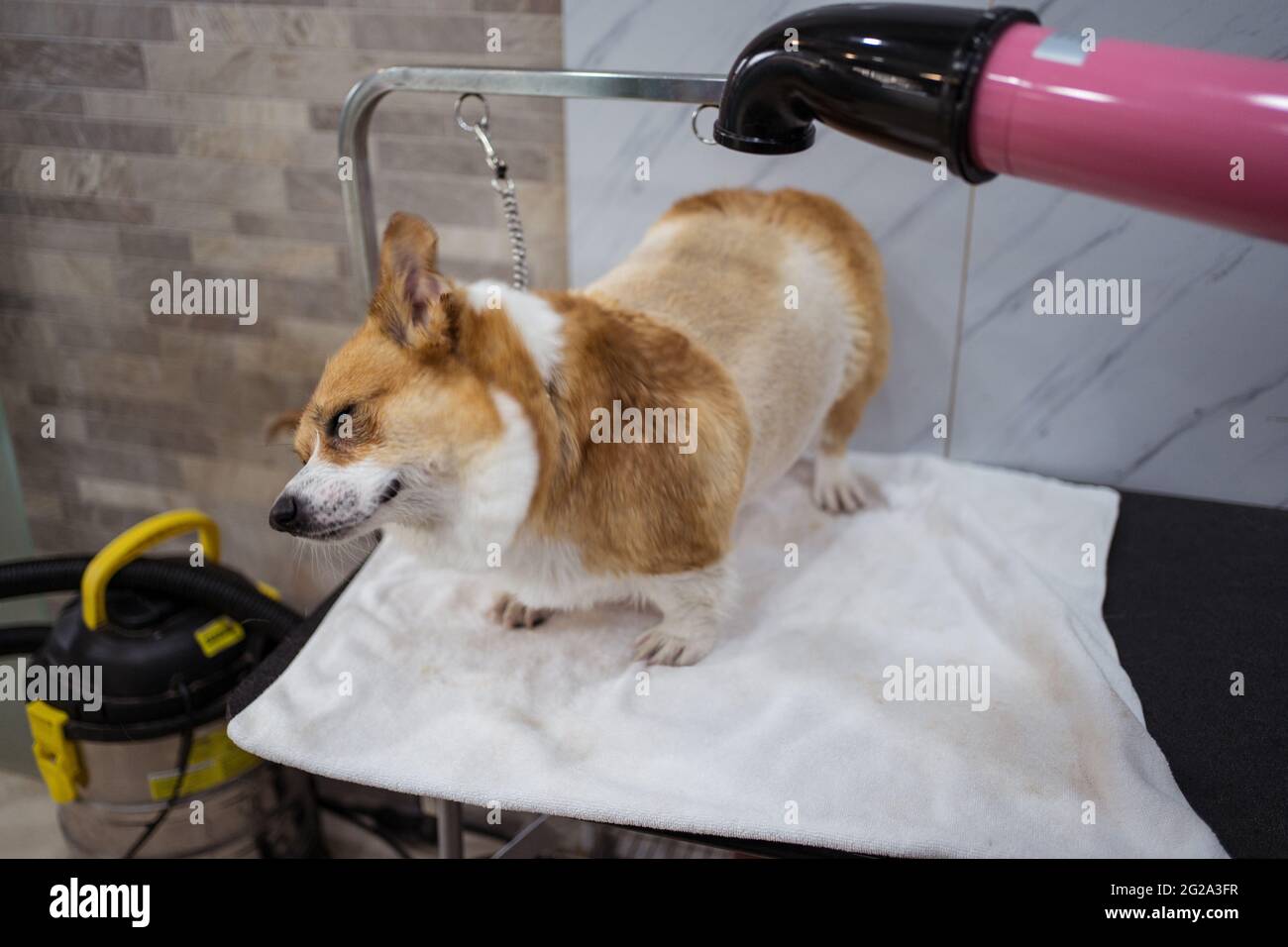 Wet dog drying hi-res stock photography and images - Alamy