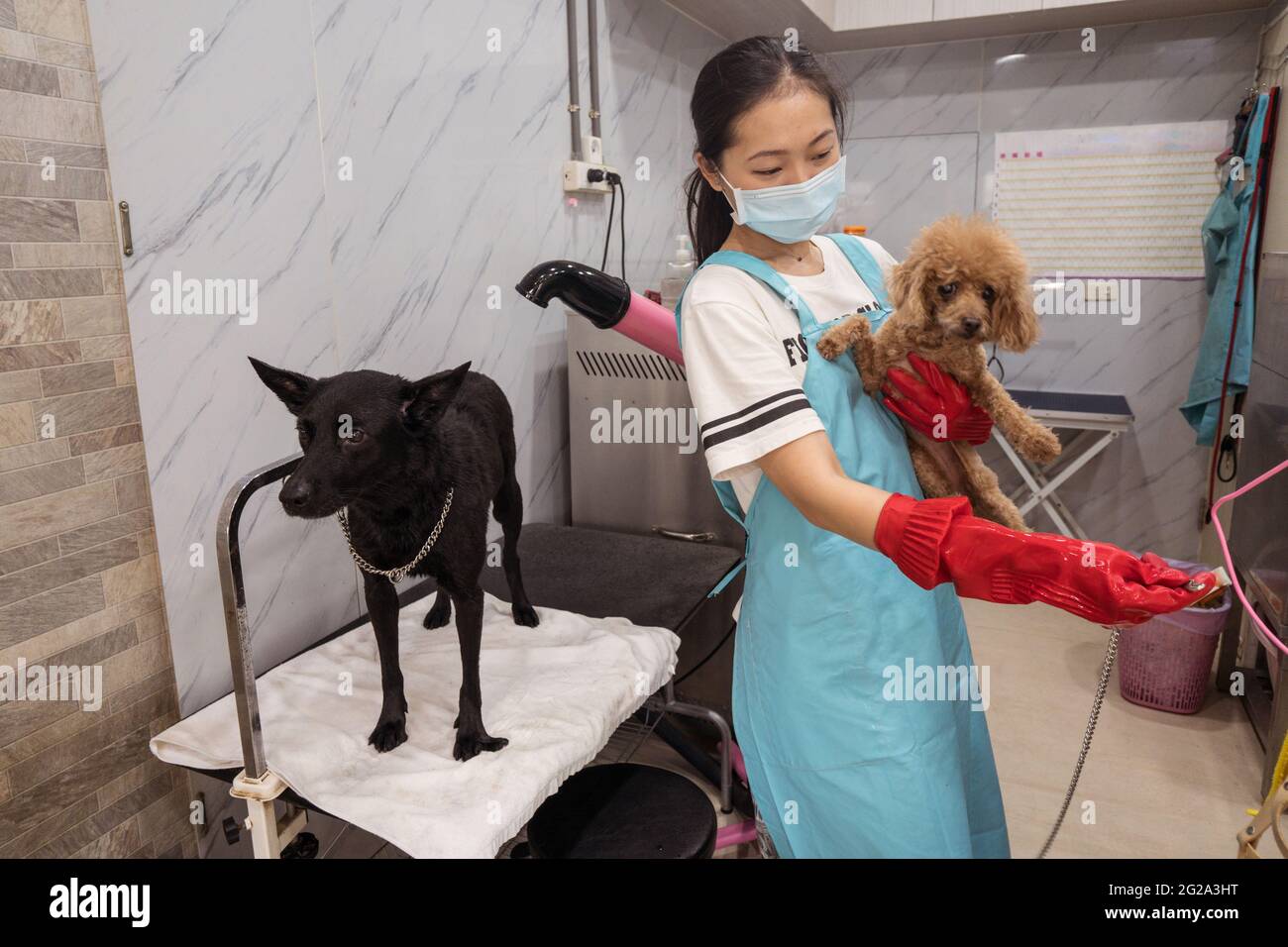 Wet black dog drying up with professional equipment on contemporary ...