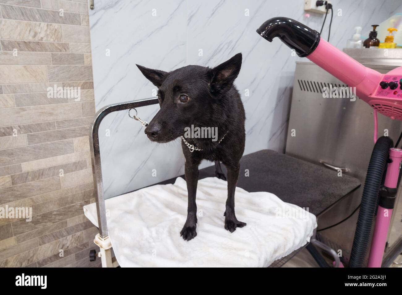 Wet black dog drying up with professional equipment on contemporary ...