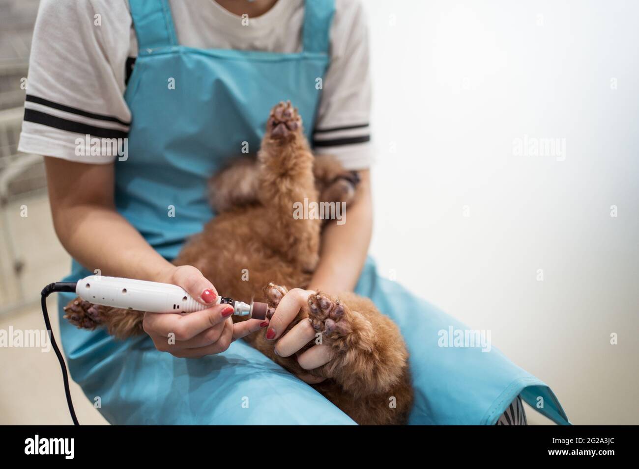 Front view of unrecognizable Woman filing nails of angry small pet with ...