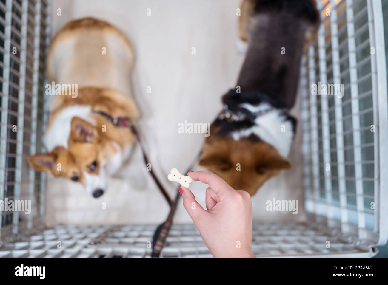 Top view of obedient spotted Corgi dogs on leashes looking at ...