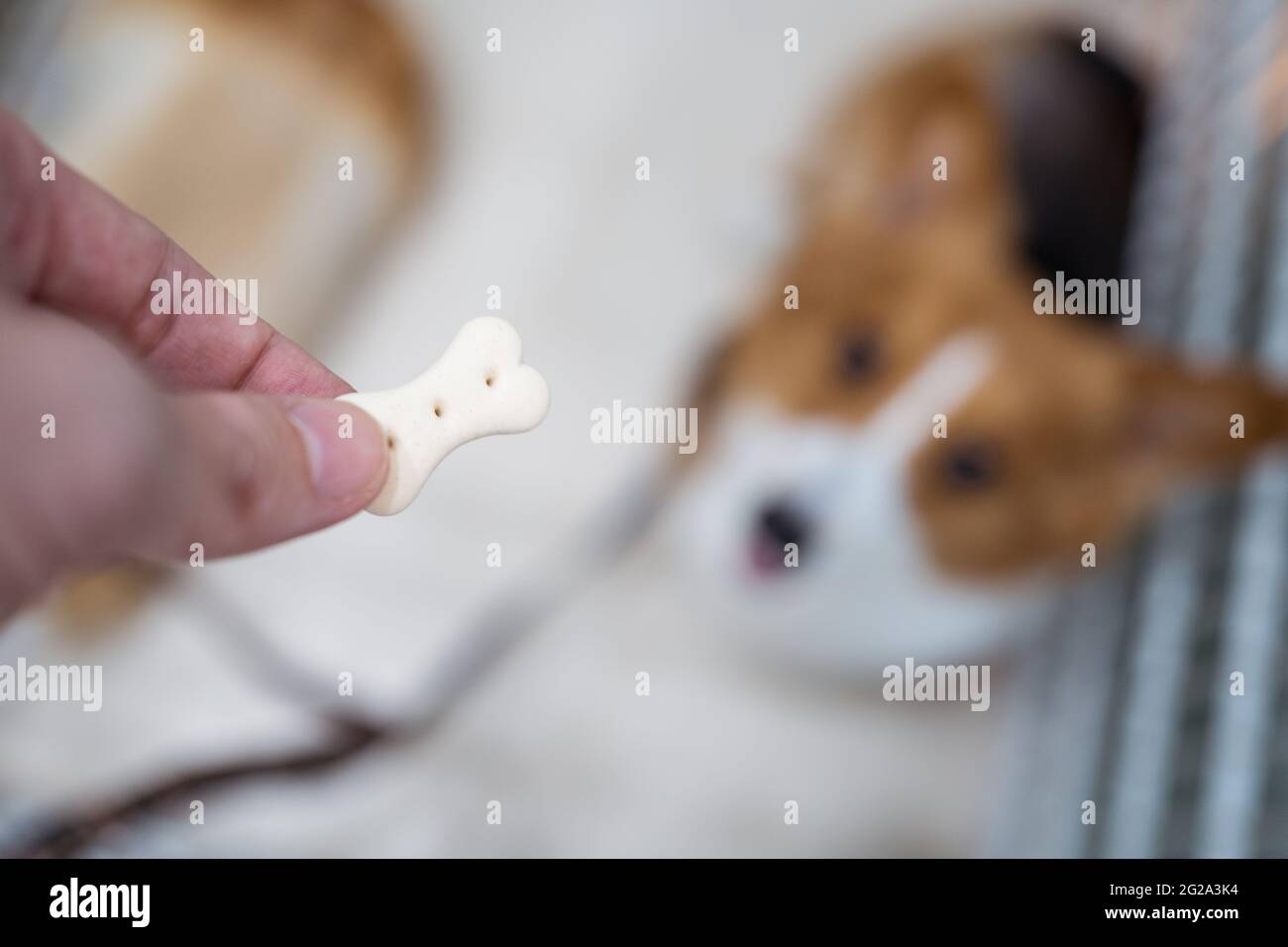 Top view of obedient spotted Corgi dogs on leashes looking at ...