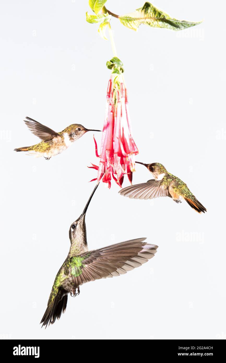 Hummingbirds flying around a beautiful flower over white background ...