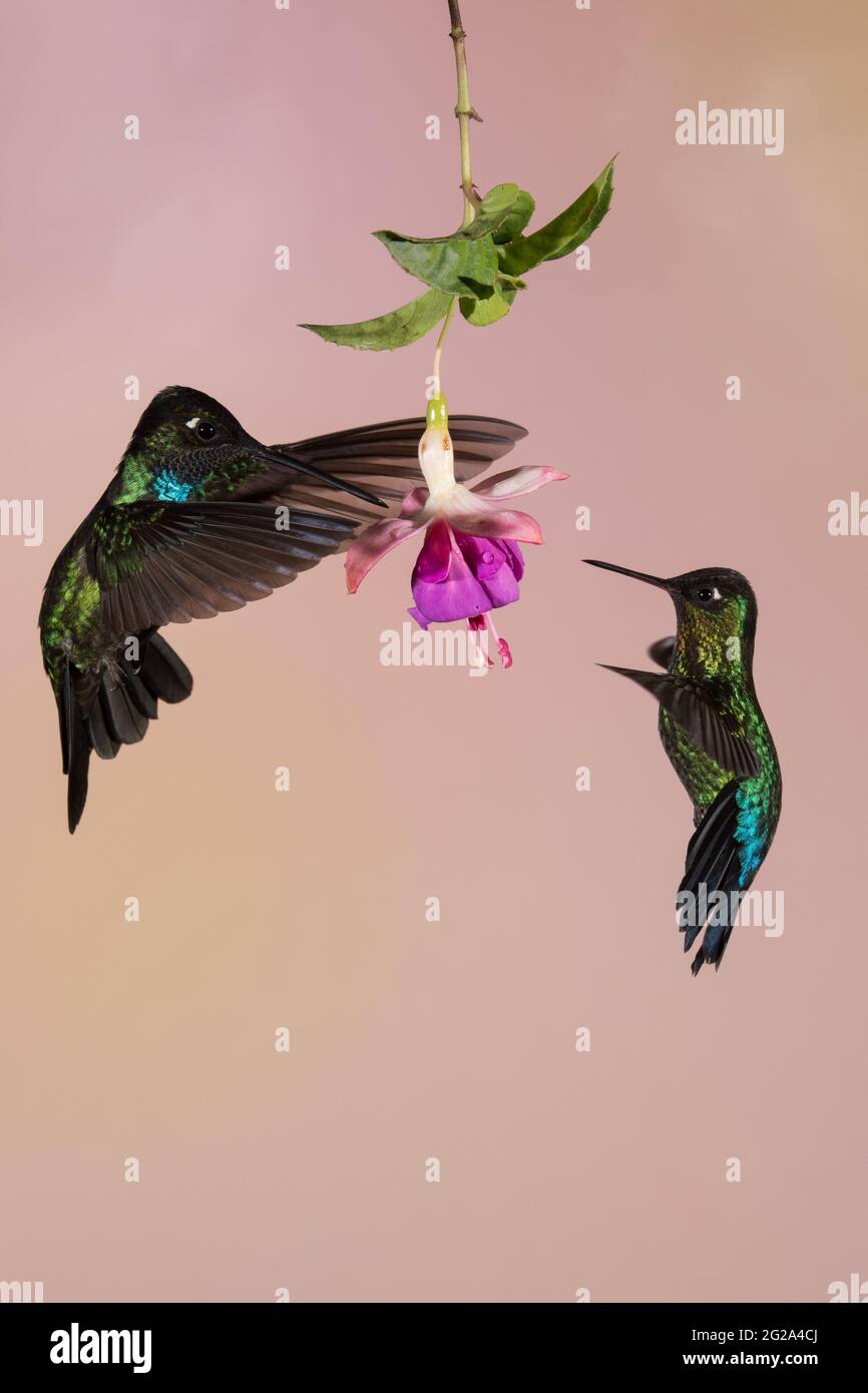 Hummingbirds flying around a beautiful flower over blurred background ...