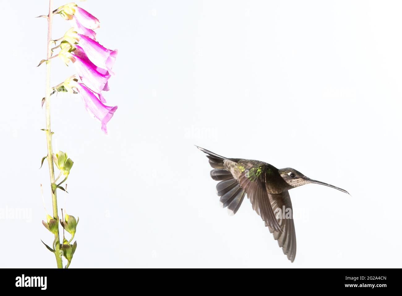 Hummingbird flying around a beautiful flower over white background ...
