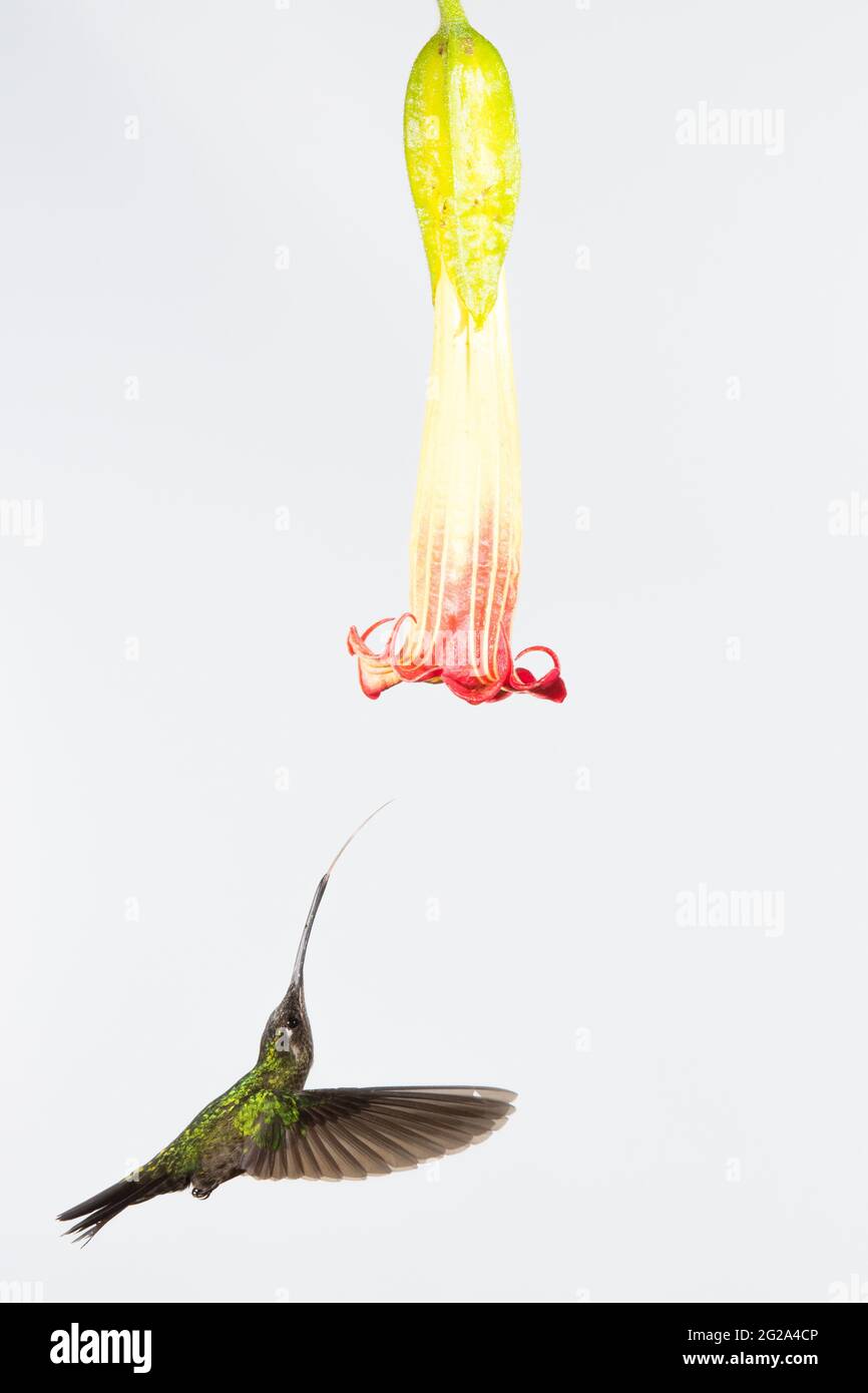 Hummingbird flying around a beautiful flower over white background ...
