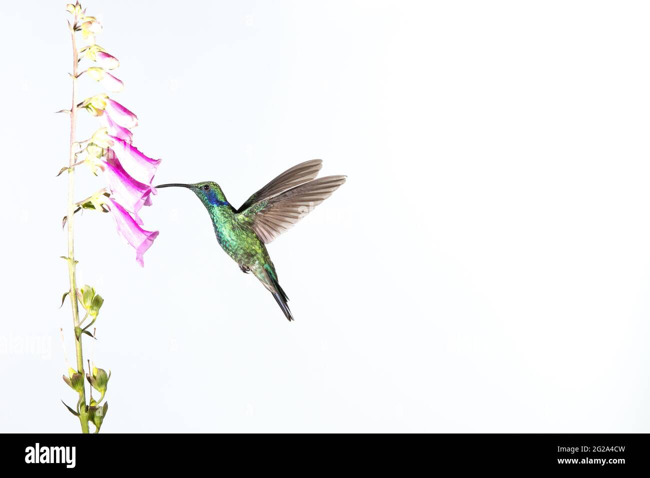 Hummingbird flying around a beautiful flower over white background ...