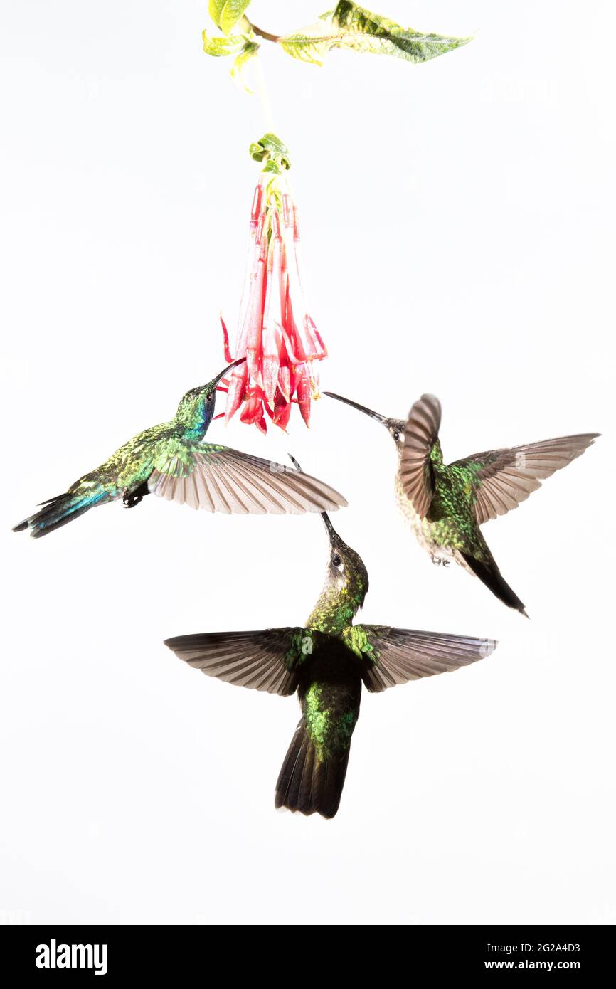 Hummingbirds flying around a beautiful flower over white background ...
