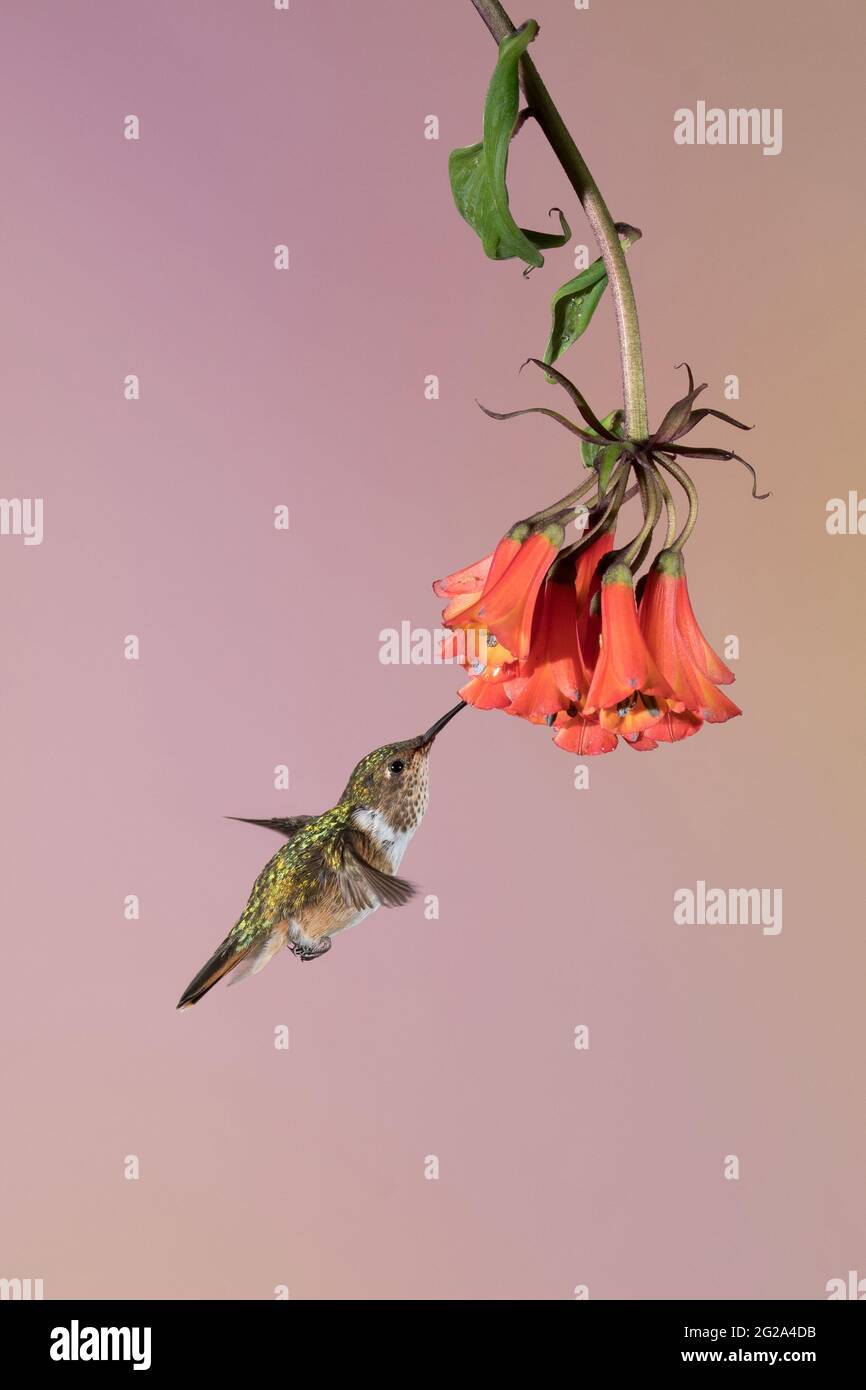 Humming bird flying over flower hi-res stock photography and images - Alamy