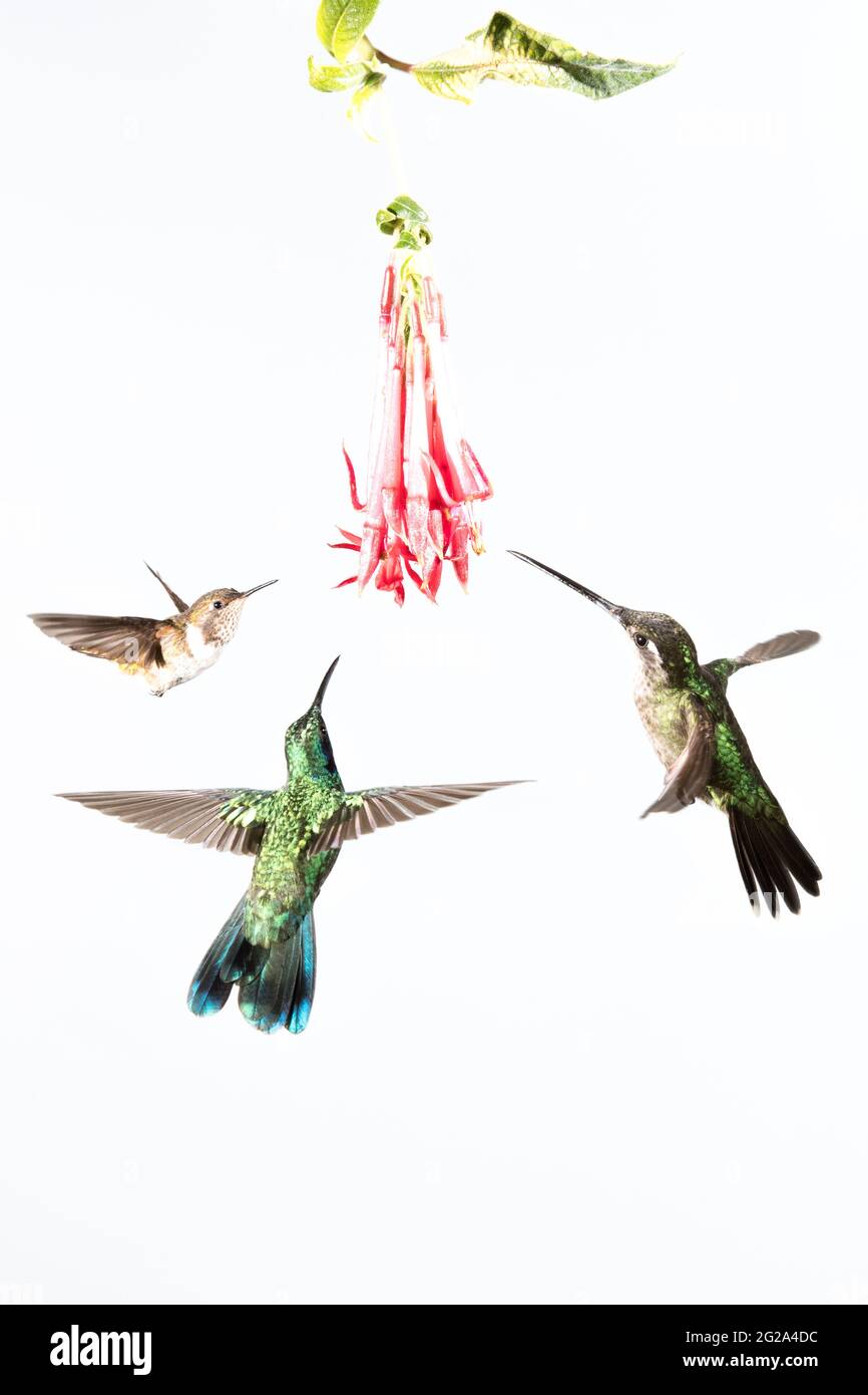 Hummingbirds flying around a beautiful flower over white background ...