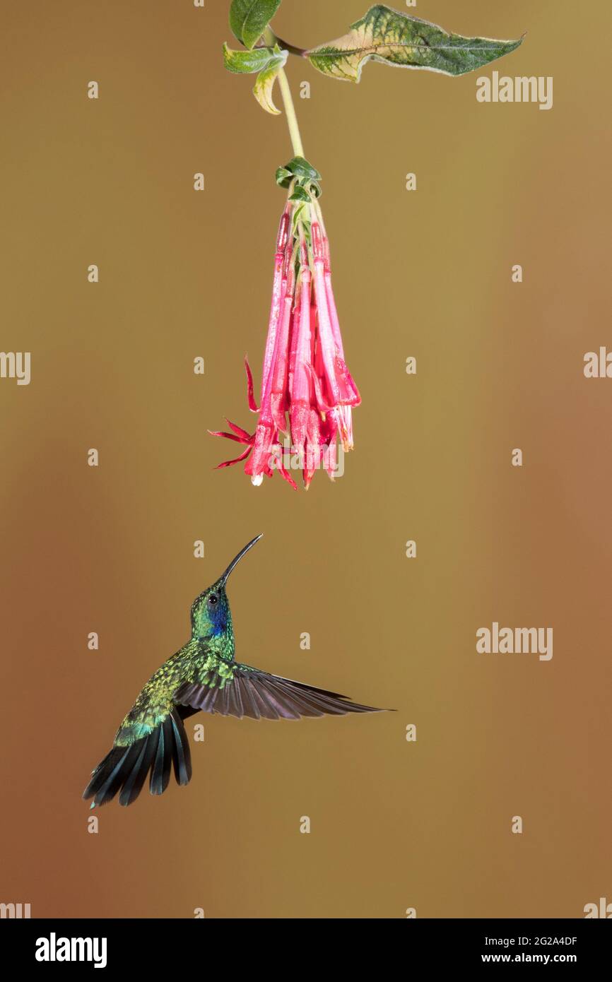 Humming bird flying over flower hi-res stock photography and images - Alamy