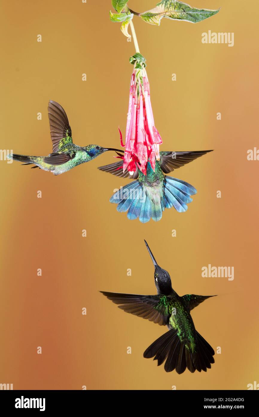Humming bird flying over flower hi-res stock photography and images - Alamy