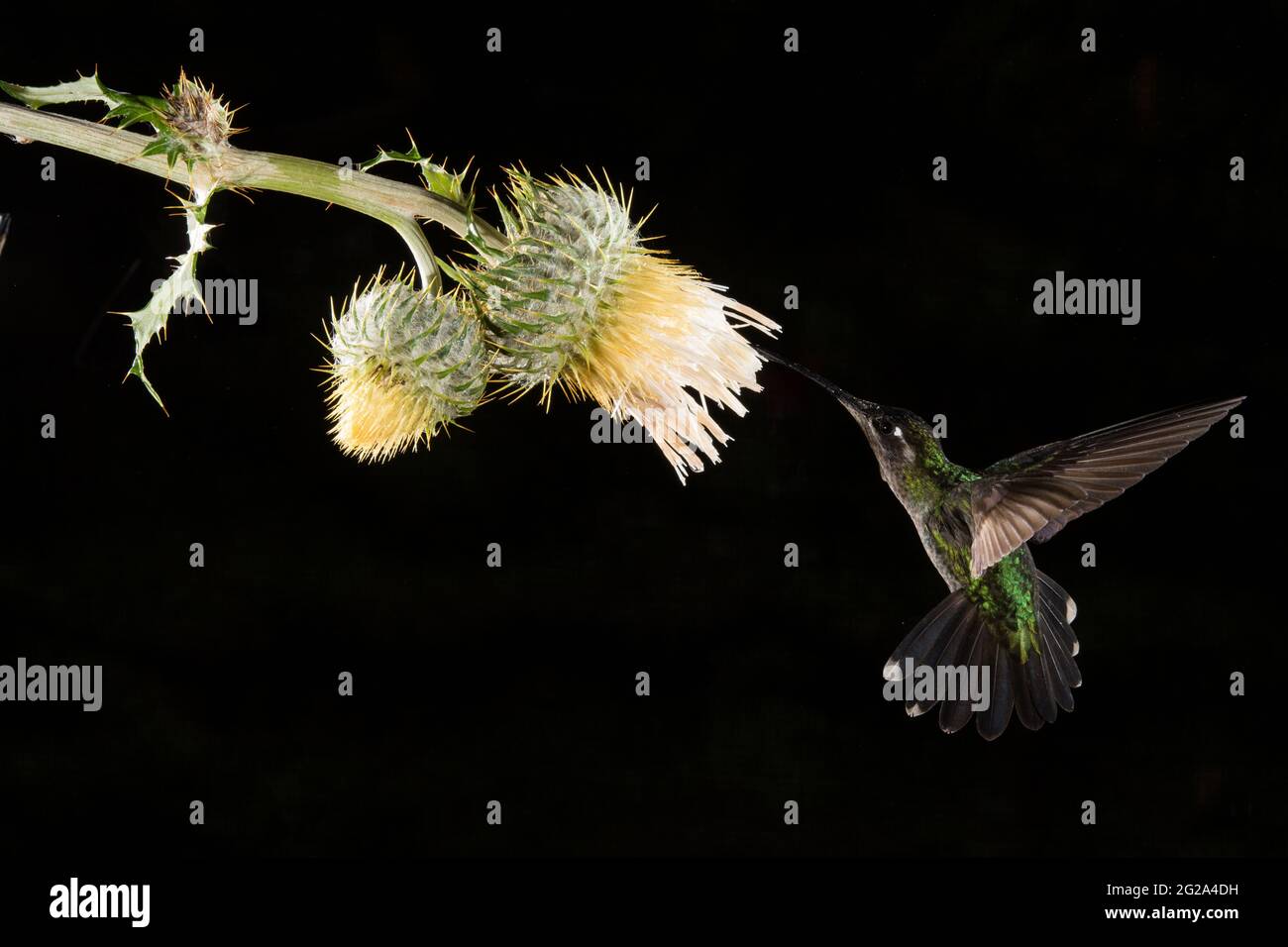Hummingbird flying around a beautiful flower over a dark background ...