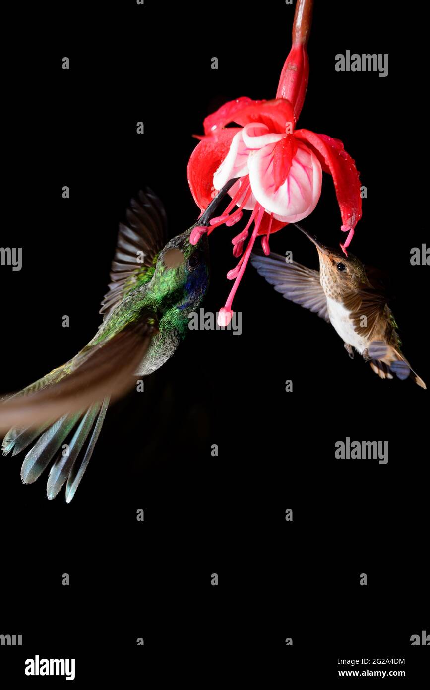 Hummingbirds flying around a beautiful flower over a dark background ...