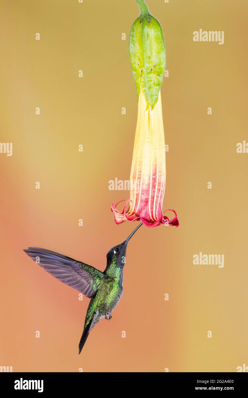 Humming bird flying over flower hi-res stock photography and images - Alamy