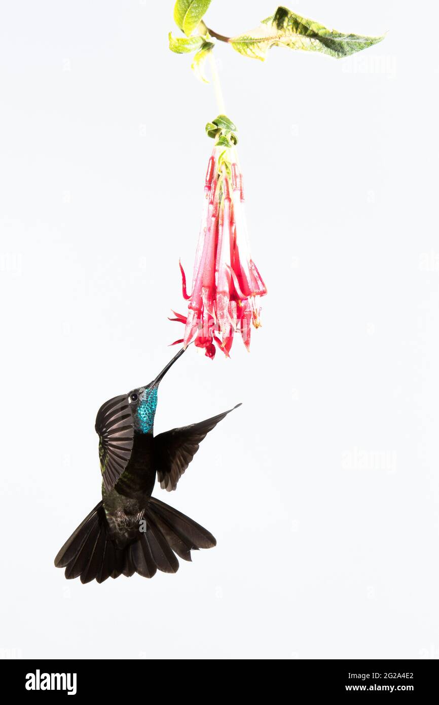 Hummingbird flying around a beautiful flower over white background ...