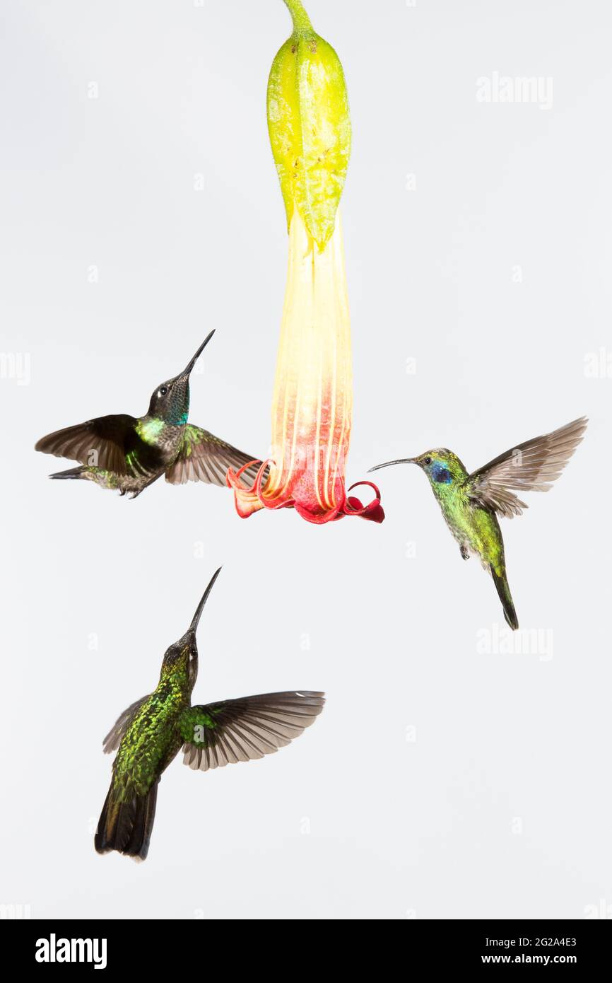 Hummingbirds flying around a beautiful flower over white background ...