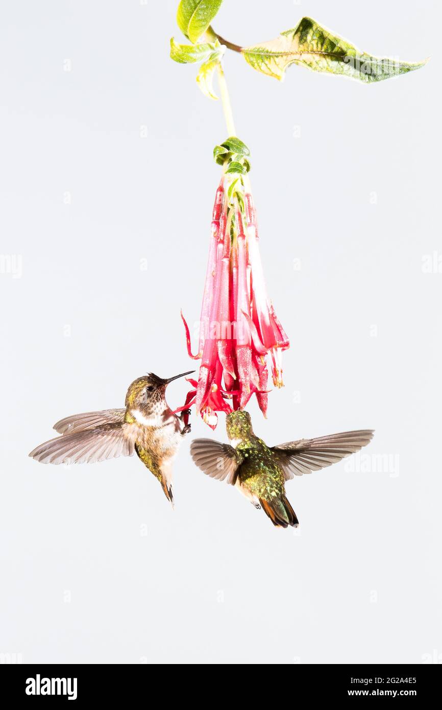 Hummingbirds flying around a beautiful flower over white background ...