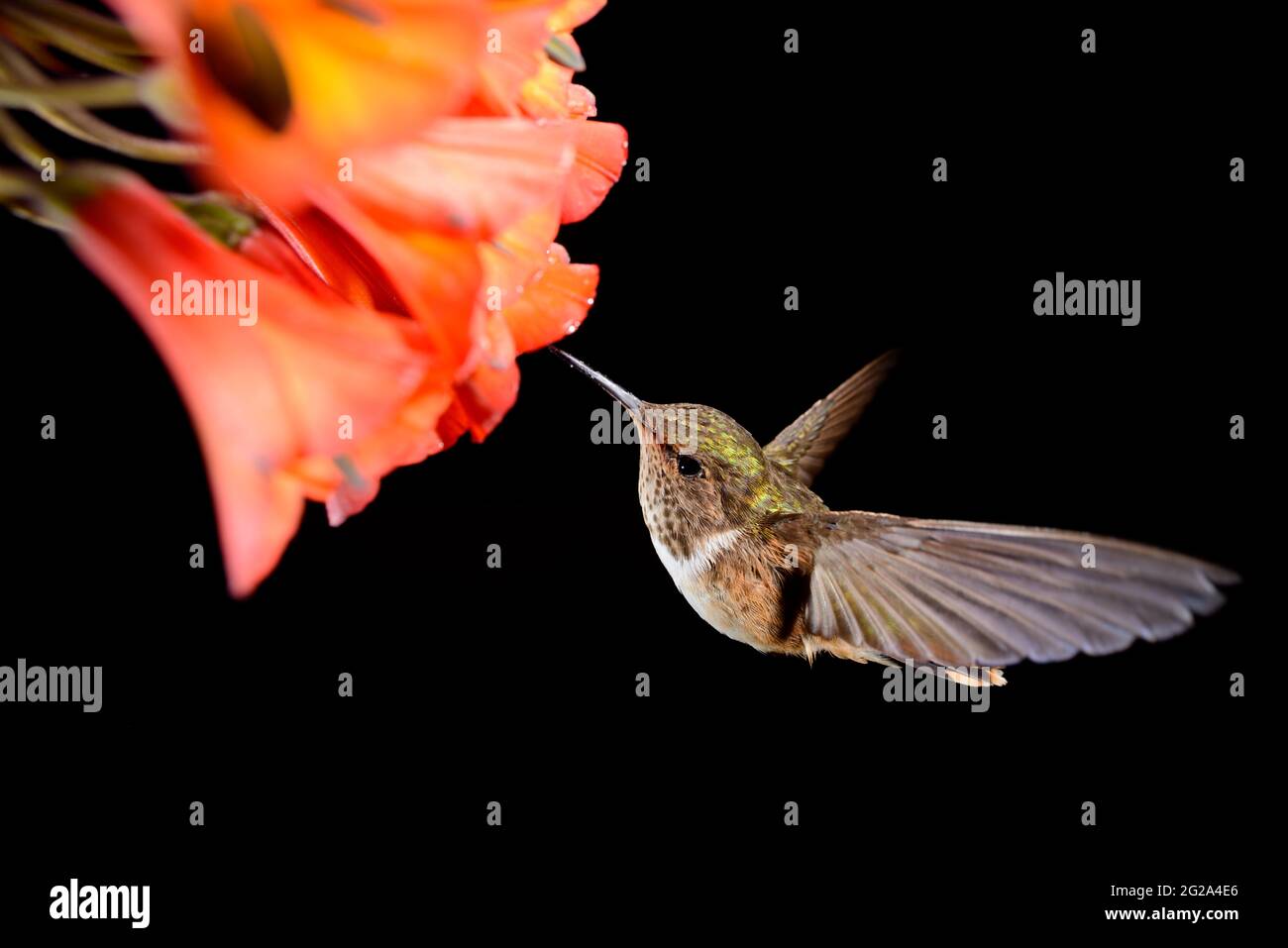 Hummingbird flying around a beautiful flower over a dark background ...