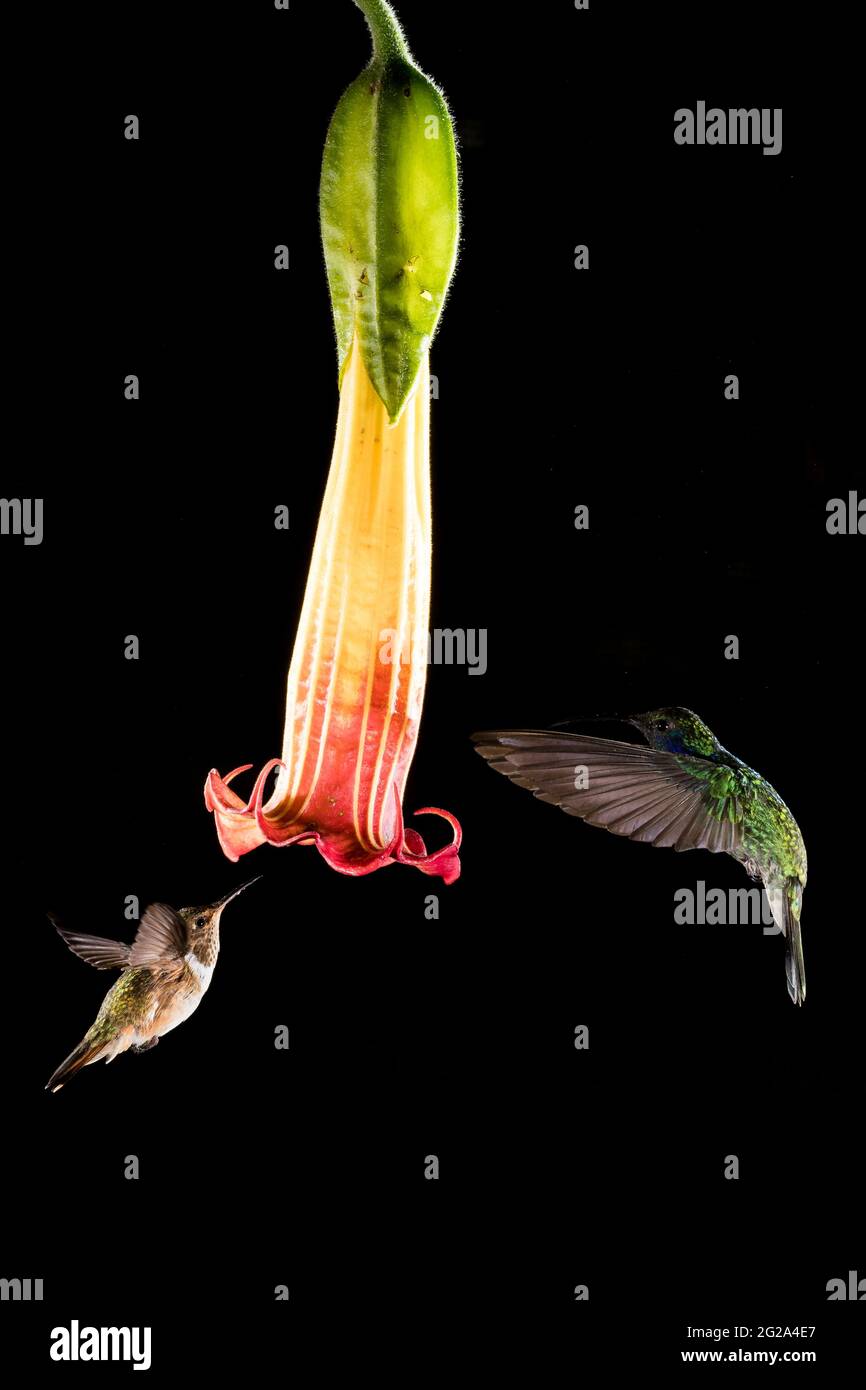Hummingbirds flying around a beautiful flower over a dark background ...