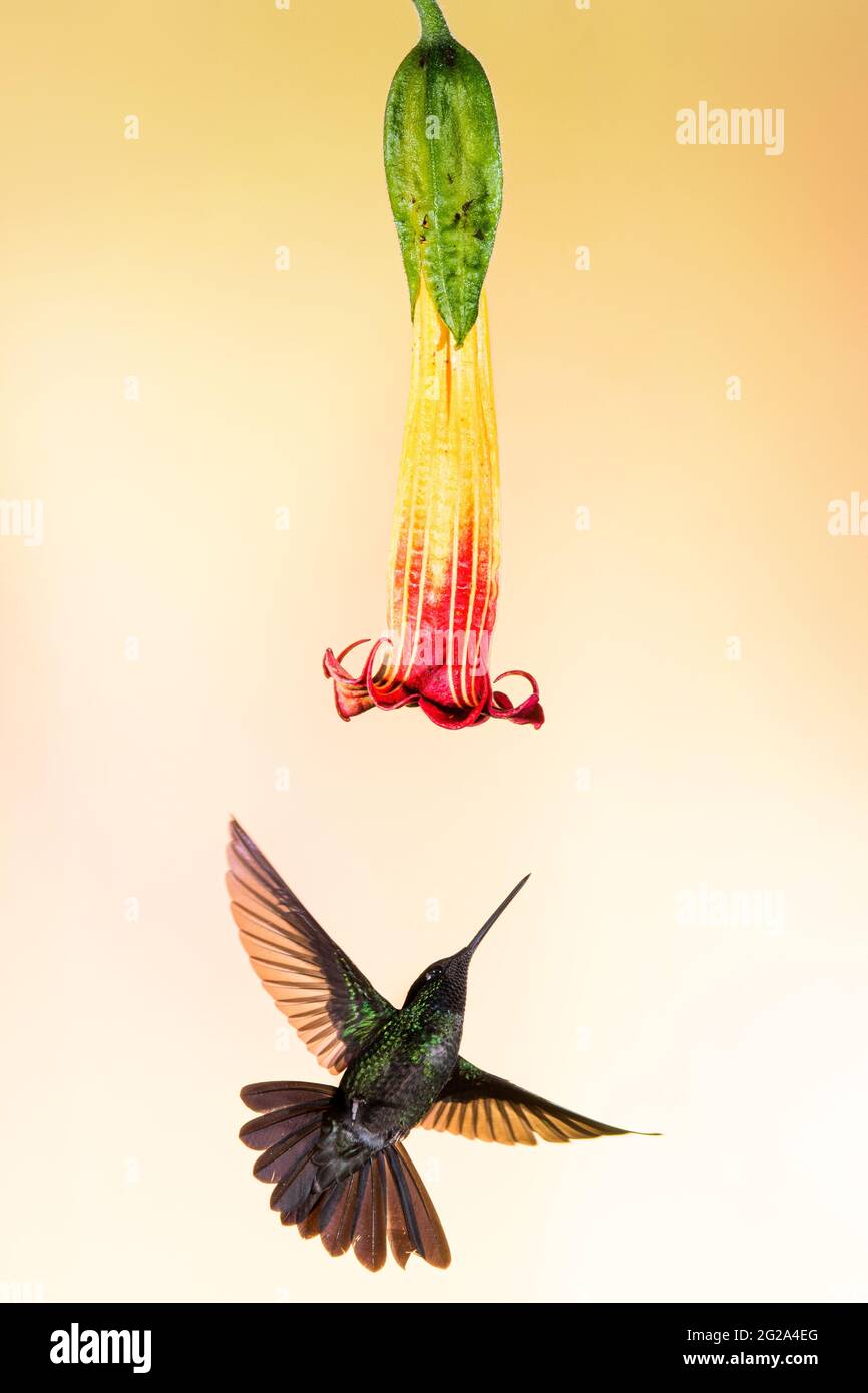 Hummingbird flying around a beautiful flower over blurred background ...
