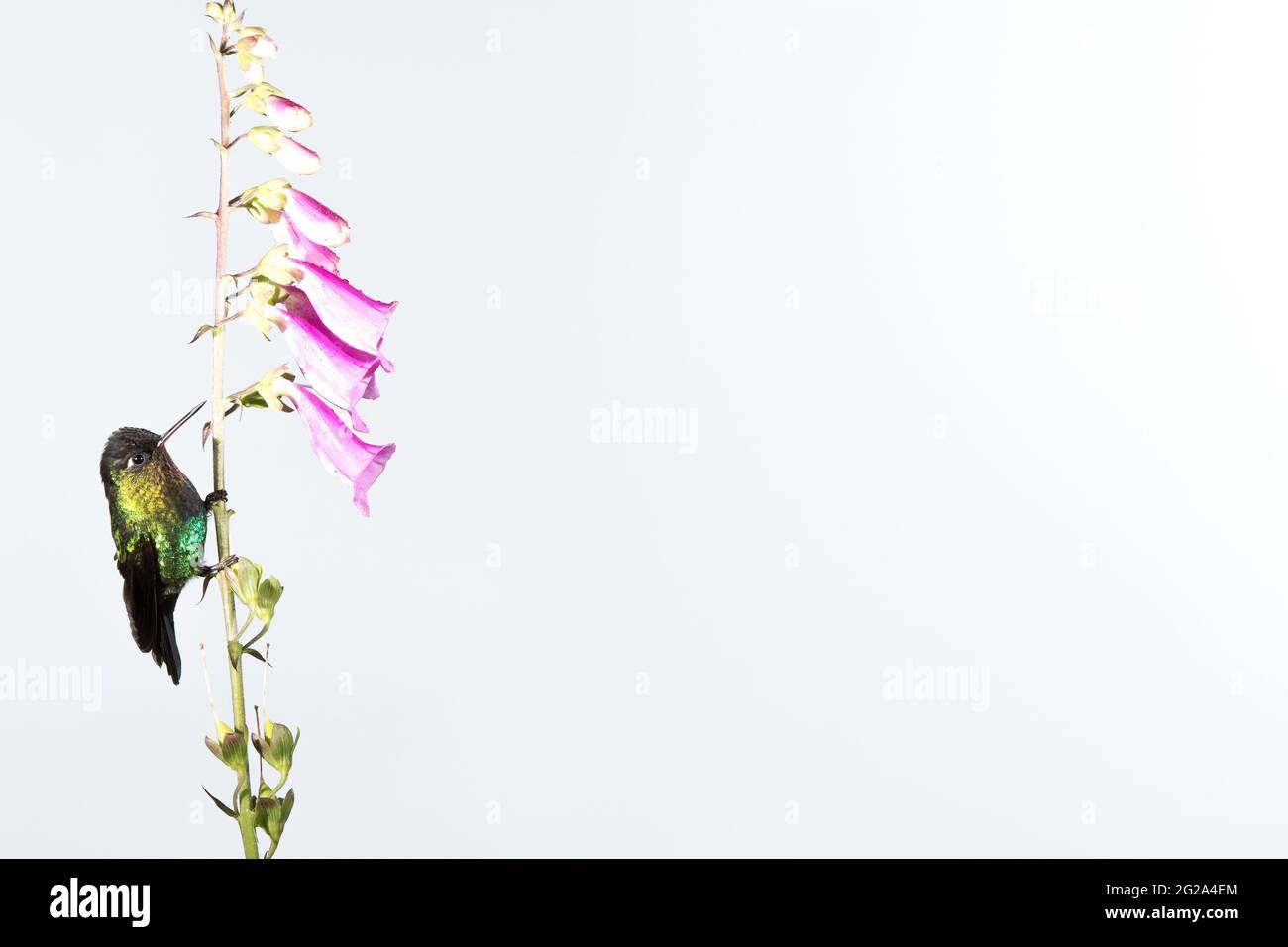 Hummingbird flying around a beautiful flower over white background ...
