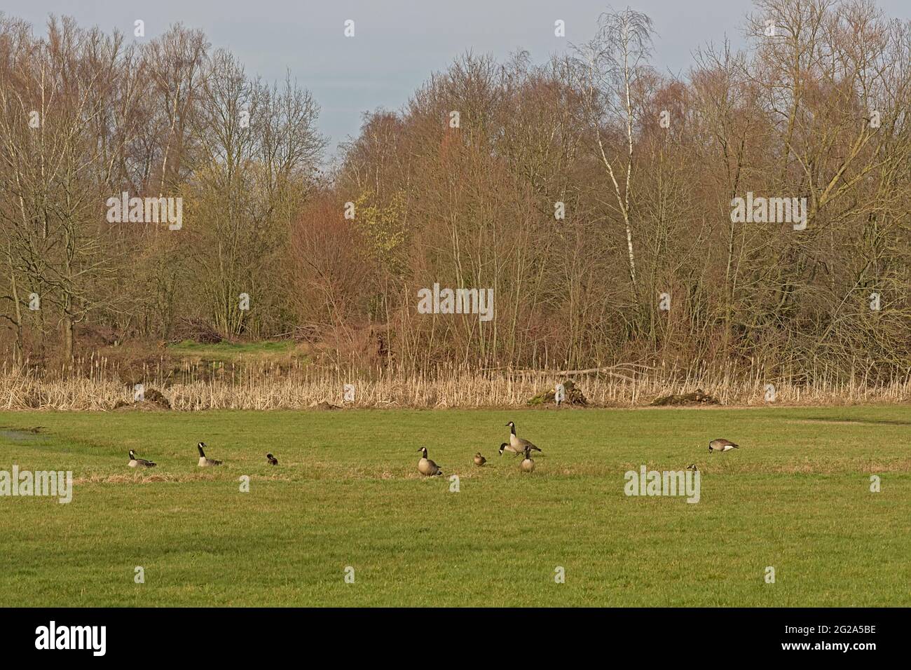 Canada geese walking in a meadow with reed - Branta canadensis Stock ...