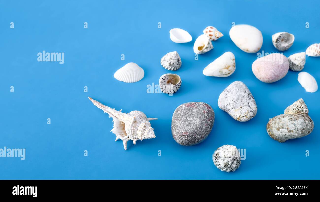 Colorful seashells on blue pastel background. Travel, vacation ...