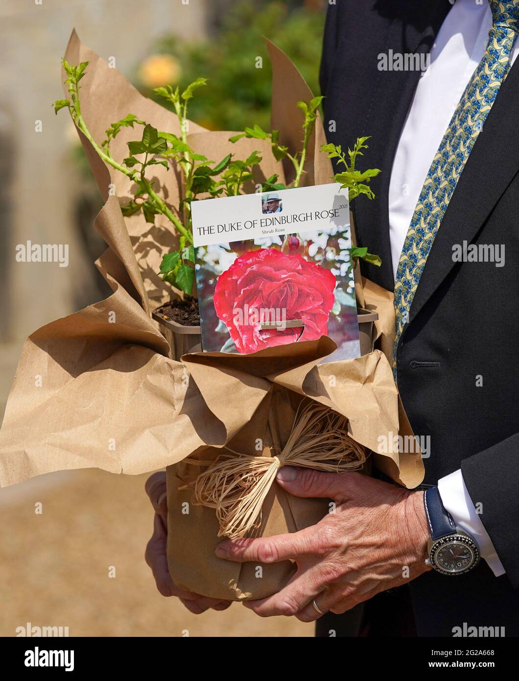 Queen elizabeth birthday roses hi-res stock photography and images - Alamy