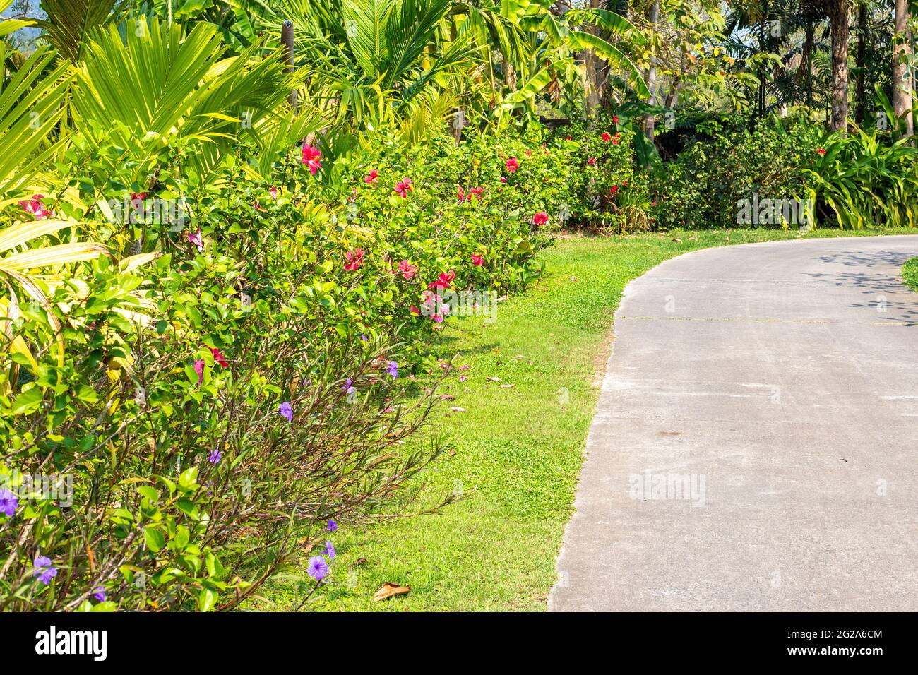territory of a tropical garden with a walking path. Trees with flowers ...