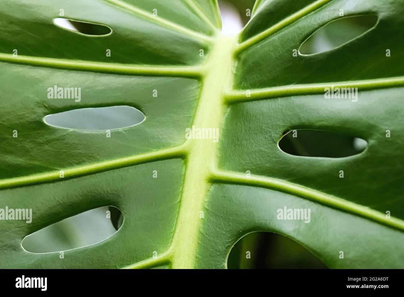 Macro of the leaves on a swiss cheese monstera plant Stock Photo - Alamy