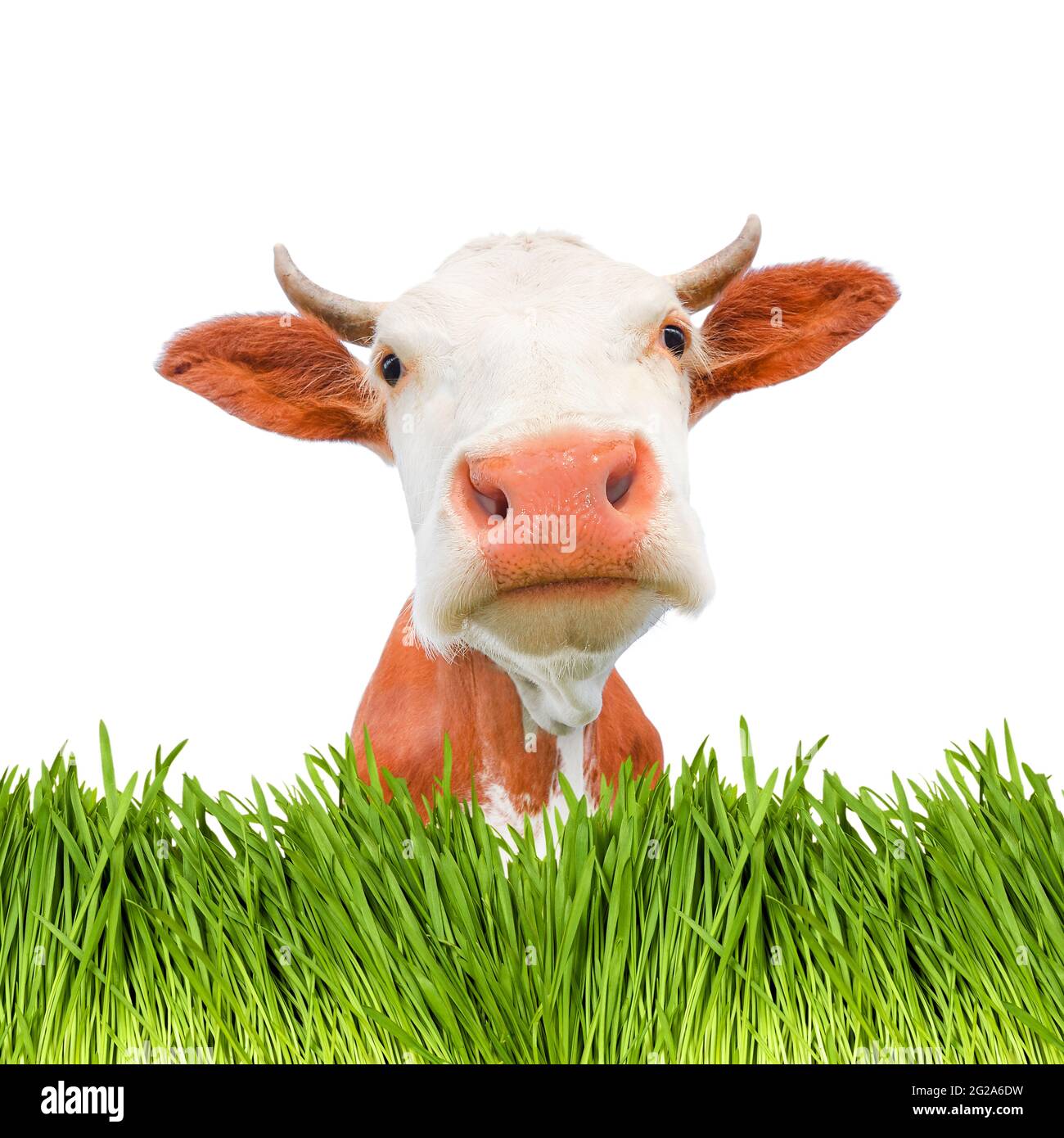 Portrait of red spotted cow and green grass border isolated on white ...