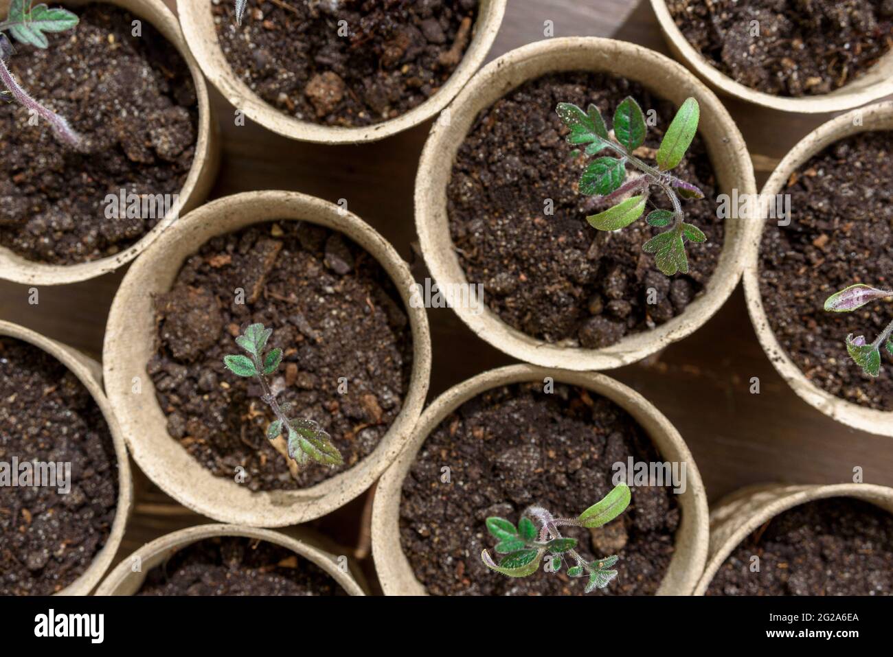 Biodegradable paper seed or plant pots with tomato sprouts close up ...