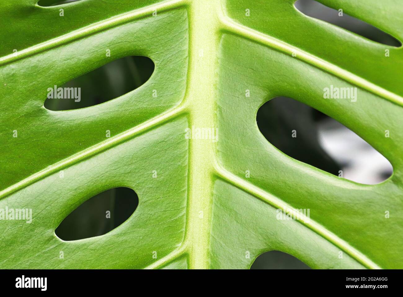 Macro of the leaves on a swiss cheese monstera plant Stock Photo - Alamy