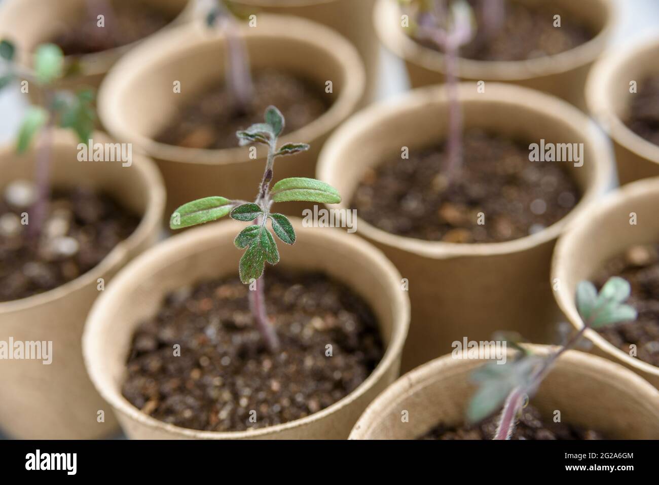 Biodegradable paper seed or plant pots with tomato sprouts close up ...