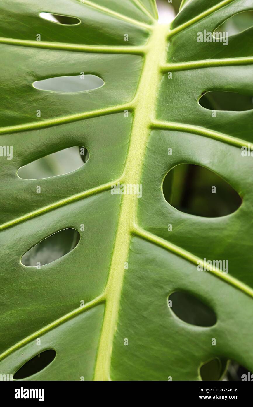 Macro of the leaves on a swiss cheese monstera plant Stock Photo - Alamy