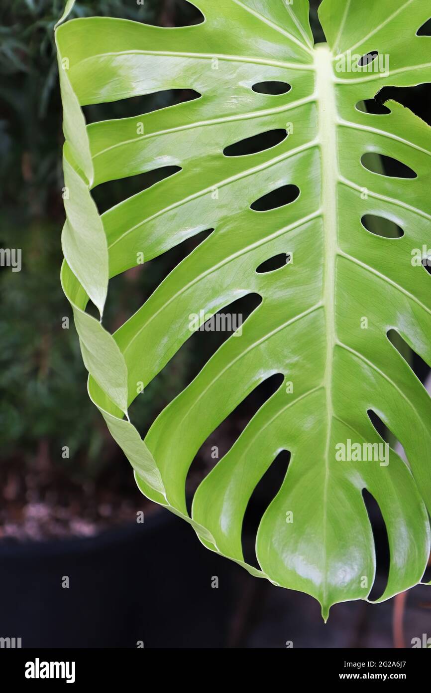 Macro of the leaves on a swiss cheese monstera plant Stock Photo - Alamy