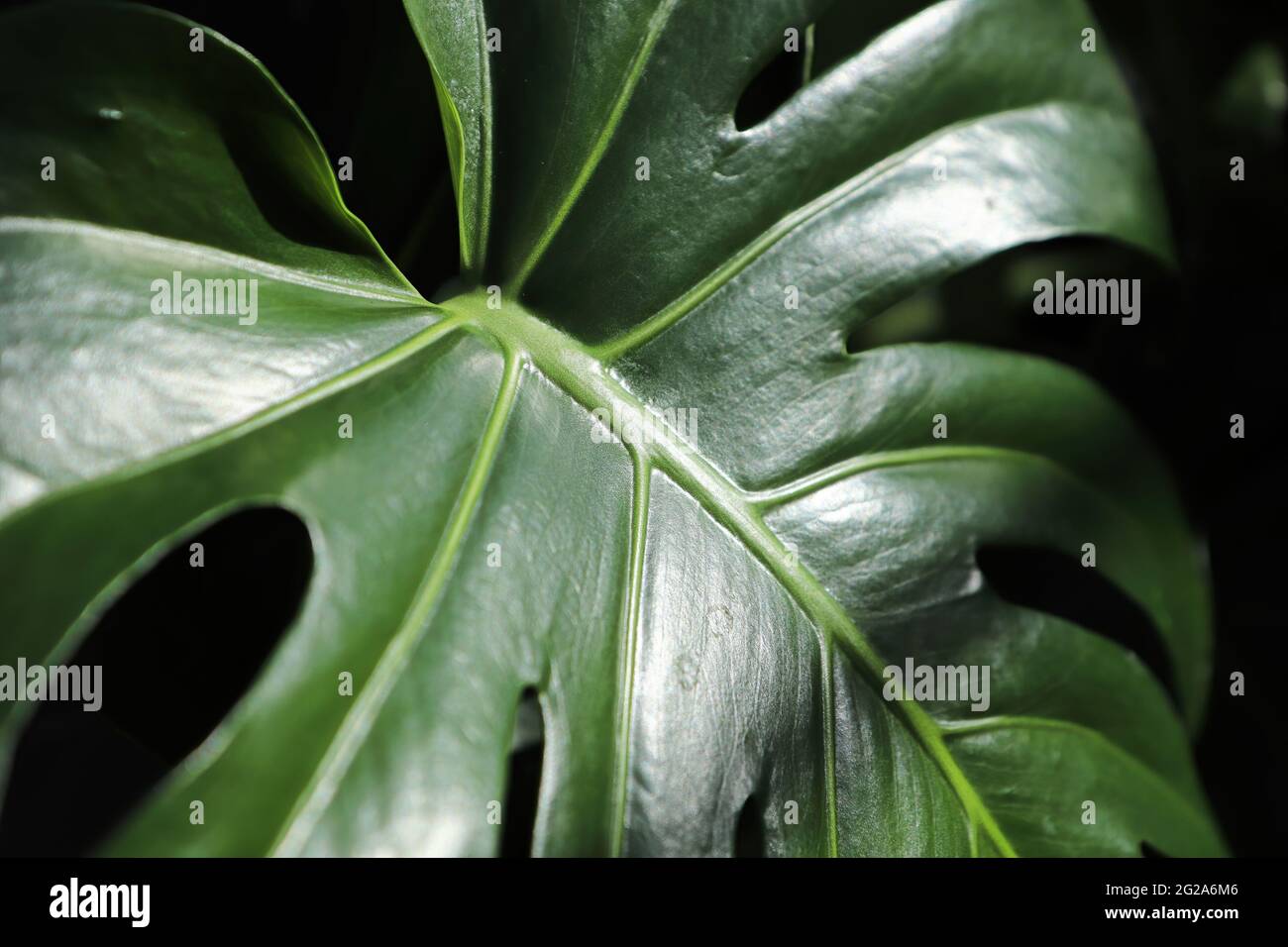 Macro of the leaves on a swiss cheese monstera plant Stock Photo - Alamy