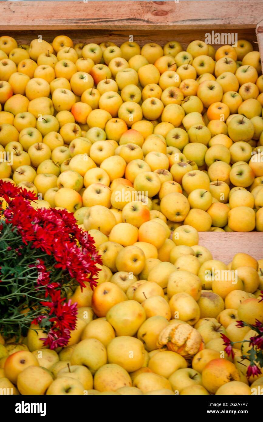Apples on display in the seasonal greenhouse Stock Photo - Alamy