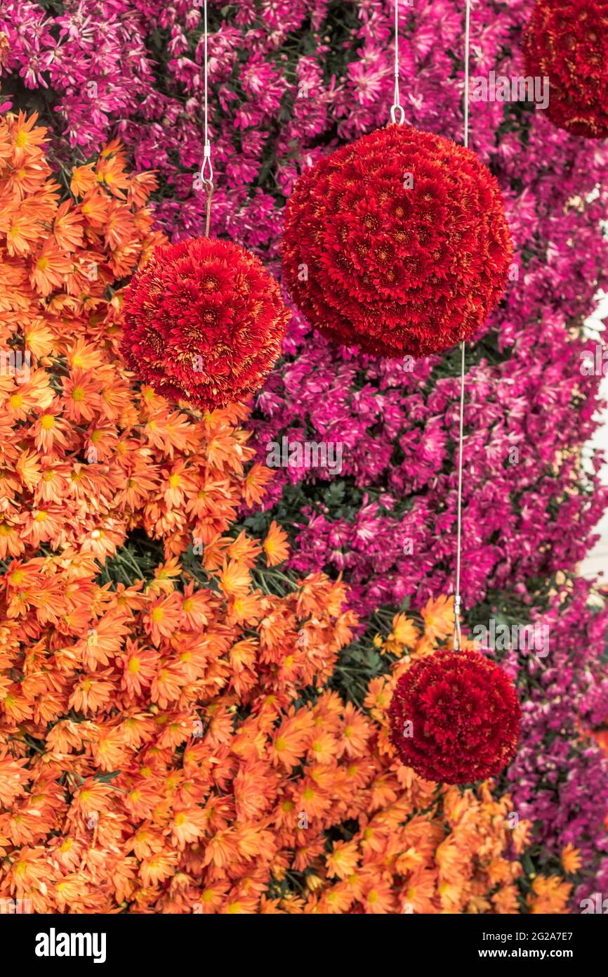 Chrysanthemum display in the seasonal greenhouse at the Frederik Meijer ...